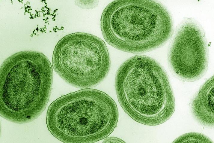 Prochlorococcus ancestors rafted out to sea on chitin particles | The ...