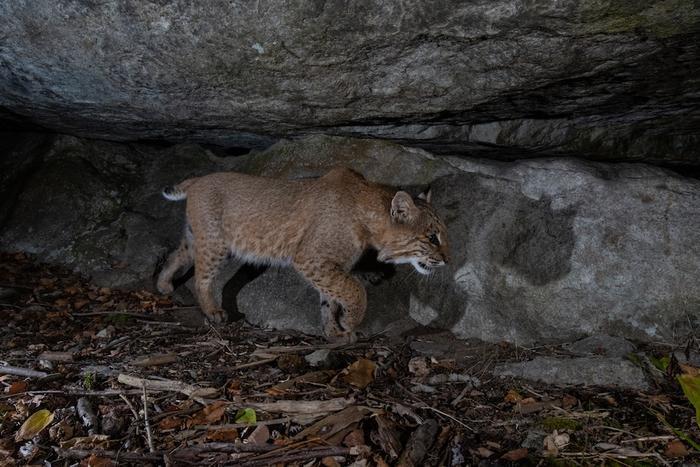 From prey to predator: How carnivores spread beneficial fungi | News ...