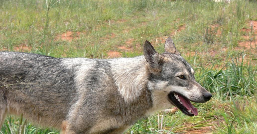 Under the microscope: rabies | Features | The Microbiologist