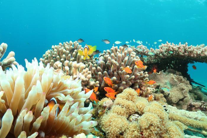 Gulf of Aqaba corals survive record-breaking heatwaves, offering hope ...