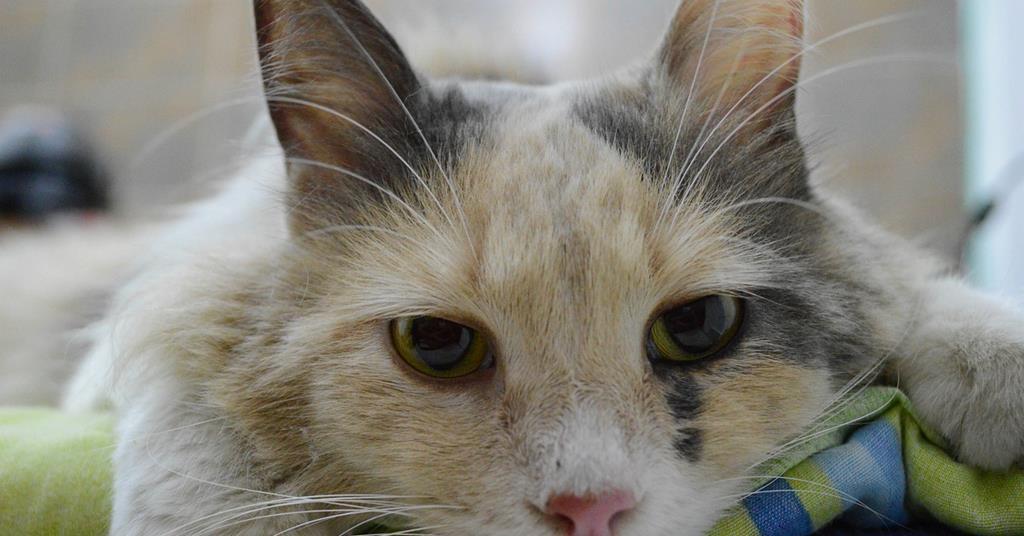 Education key to curbing antimicrobial resistance in cats | News | The ...