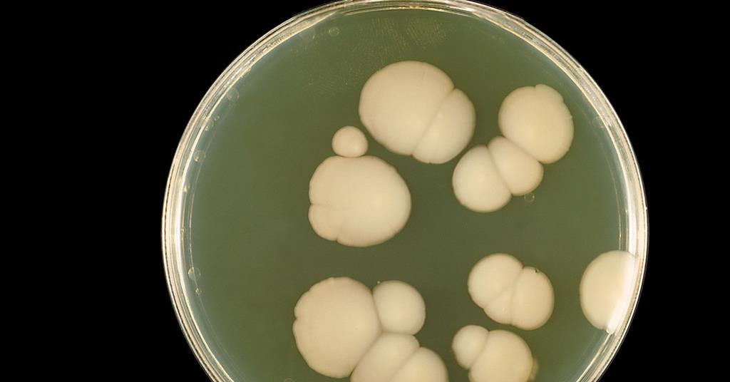 A renaissance in fermented milk: kefir makes a comeback | Features ...
