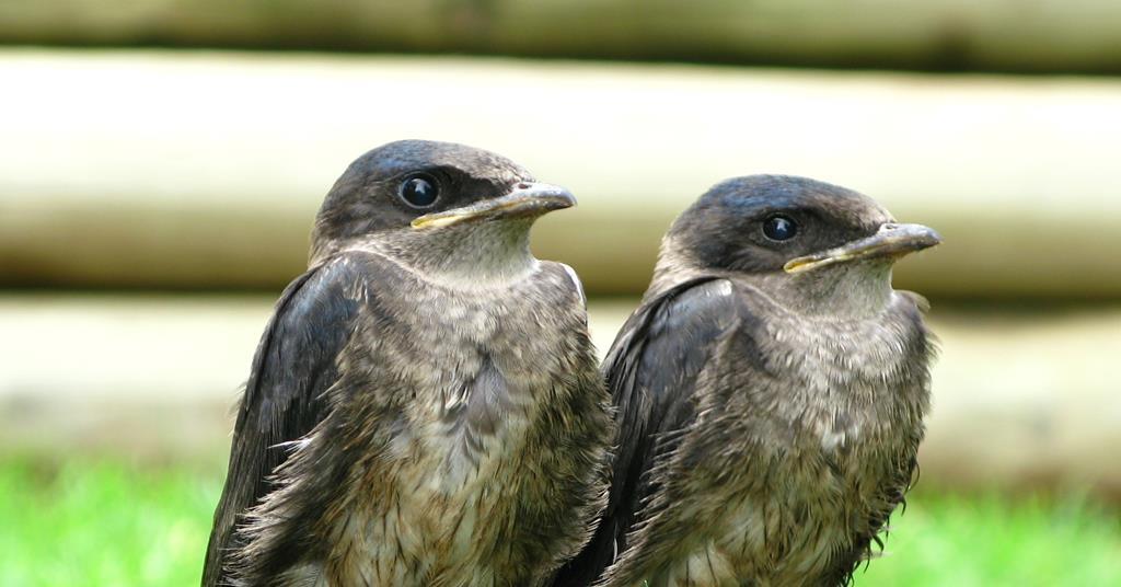 What a waste: poop and plastic in the study of purple martin ...