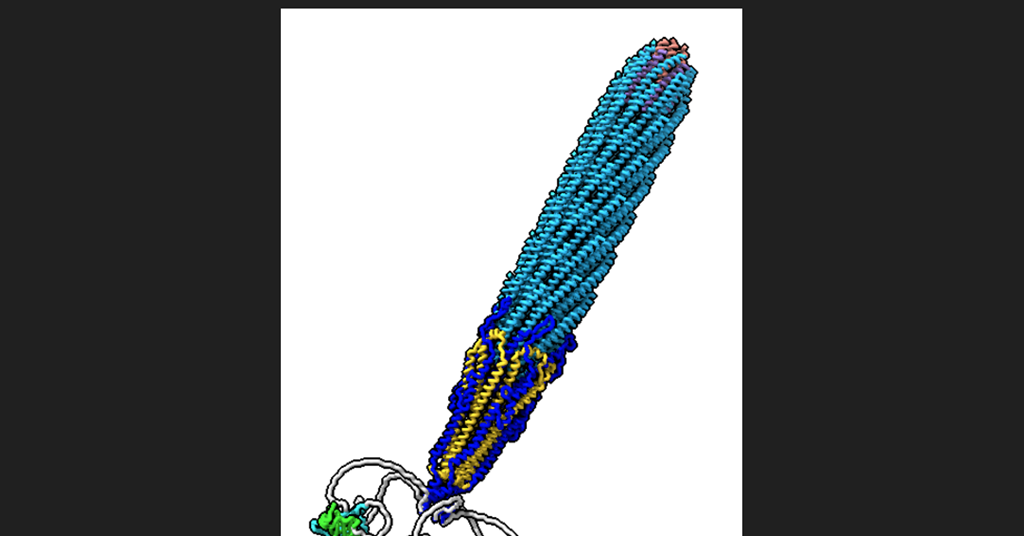 Phage structure mapped for the first time | The Microbiologist