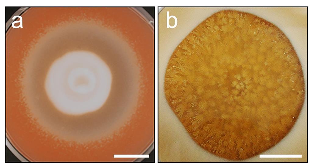 Fungal Transformation and Biorecovery of Minerals, Metals and ...