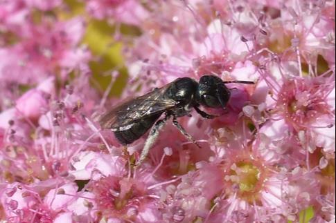 Wild bees in the city show more pathogens and inbreeding | The ...