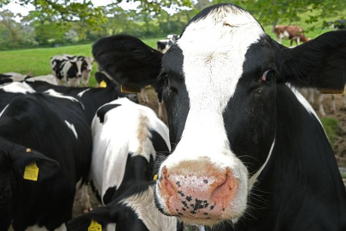 TB vaccine may enable elimination of the disease in cattle by reducing ...