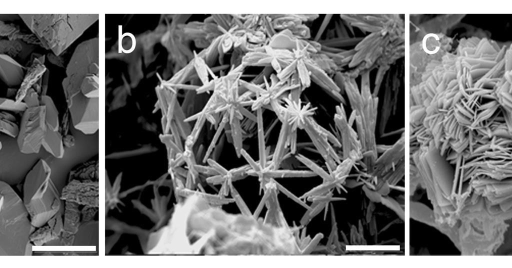 Fungal Transformation and Biorecovery of Minerals, Metals and ...