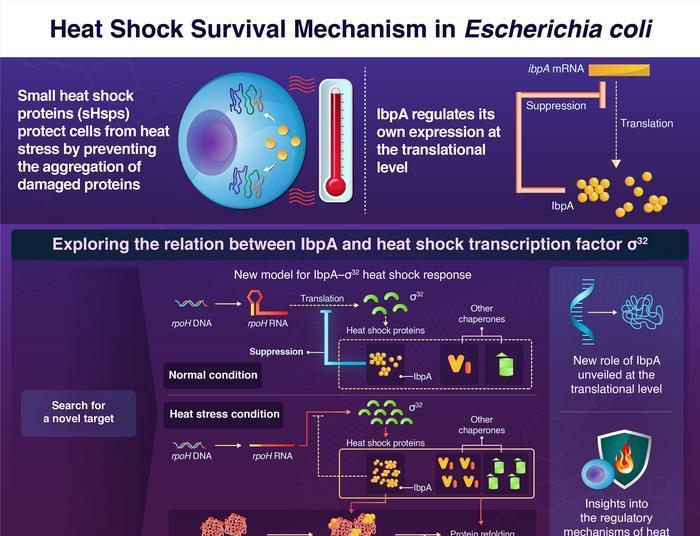 Scientists uncover mechanism underlying heat shock response in E coli ...