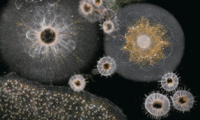 EC awards €7.65m to develop tools to harness marine microbiome data ...