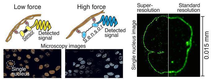 Research team develop nano-sized force sensor | The Microbiologist