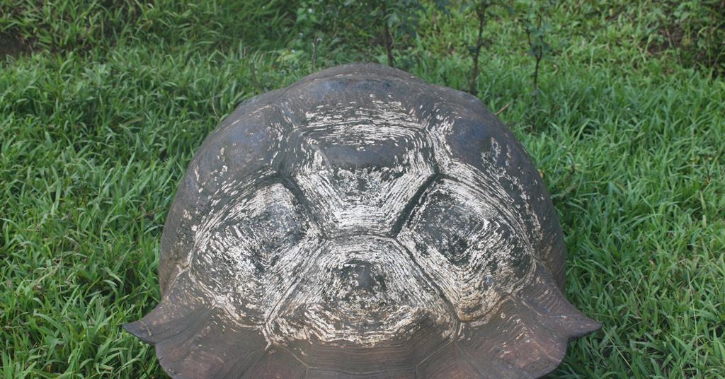 Discovering the microbial world on Galapagos giant tortoise shells ...