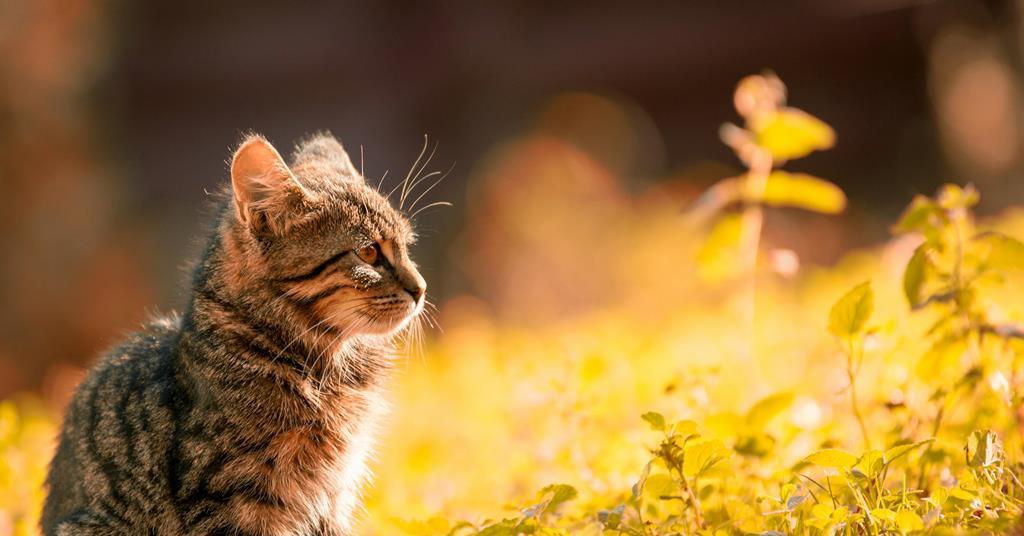 Bird flu outbreak in house cats: high-risk but survival possible | News ...