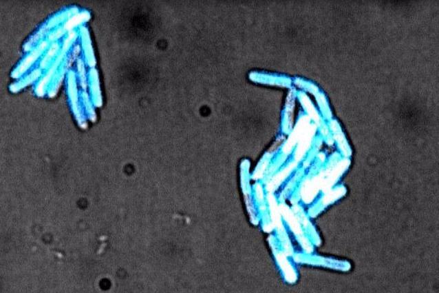 Flashing bacteria unveil electric signalling's role in antimicrobial ...
