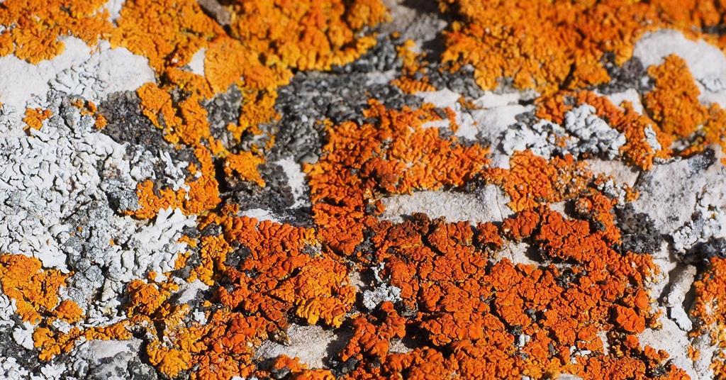 Bright orange lichens use their pigments as a ‘sunscreen’ while ...