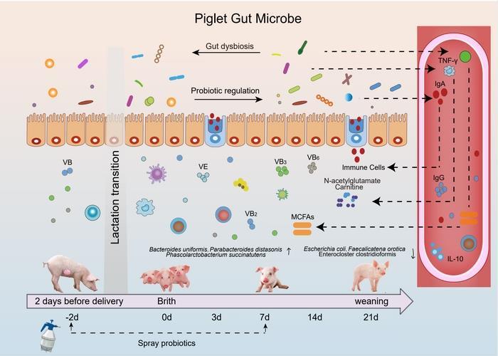 Probiotic spray boosts piglets’ gut microbiota - and growth performance ...