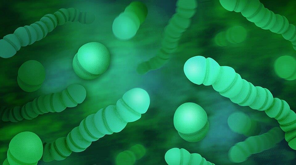 New study shows invasive Group A Streptococcus outcomes shaped by ...