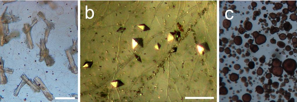 Fungal Transformation and Biorecovery of Minerals, Metals and ...