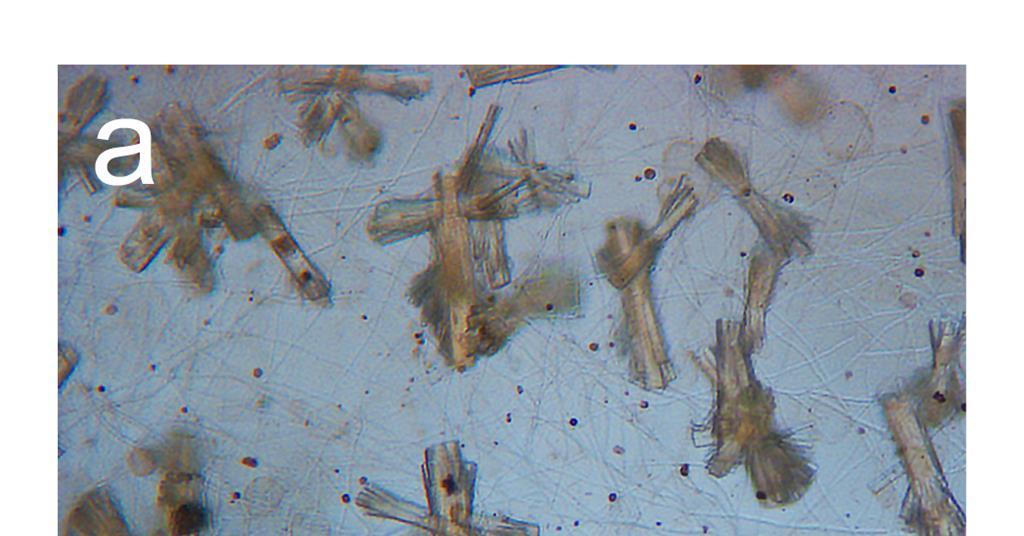 Fungal Transformation and Biorecovery of Minerals, Metals and ...