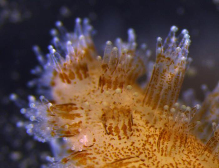 Algae pass on nutrients to coral host by degrading own cell wall | The ...