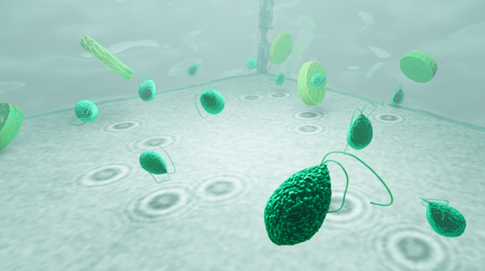 Holographic microscopy lifts lid on the life of microplankton | The ...