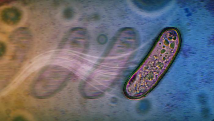 Secrets of microbial motion: How bacteria swash, glide and shift gears ...