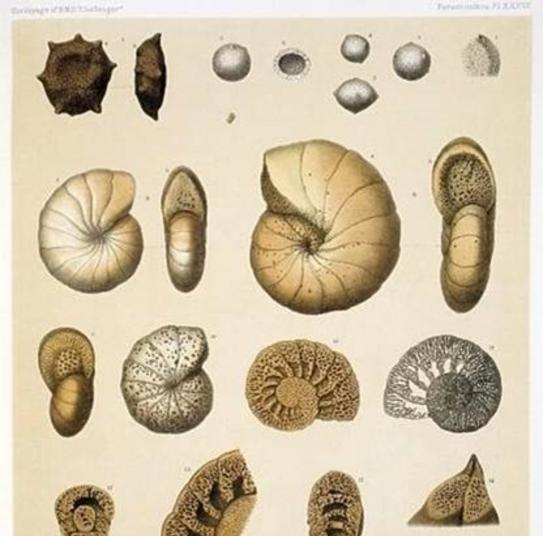 Shell-building strategies could be key in climate models | The ...