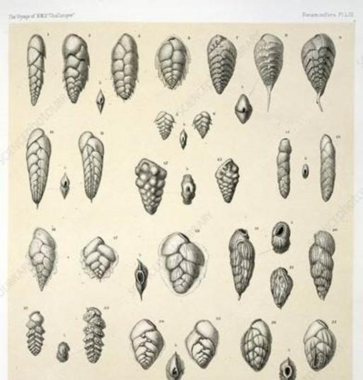 Shell-building strategies could be key in climate models | The ...