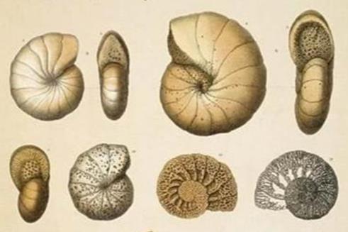 Shell-building strategies could be key in climate models | The ...