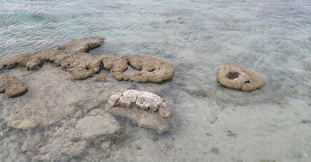 Unearthing the secrets of living rocks | The Microbiologist