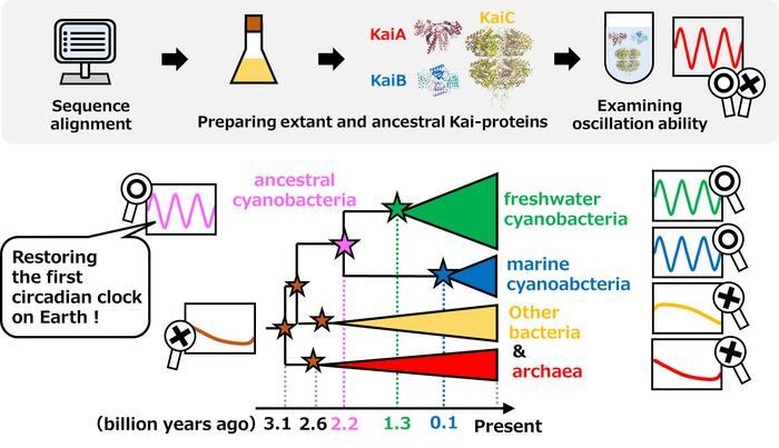 Research team traces evolutionary history of bacterial circadian clock ...