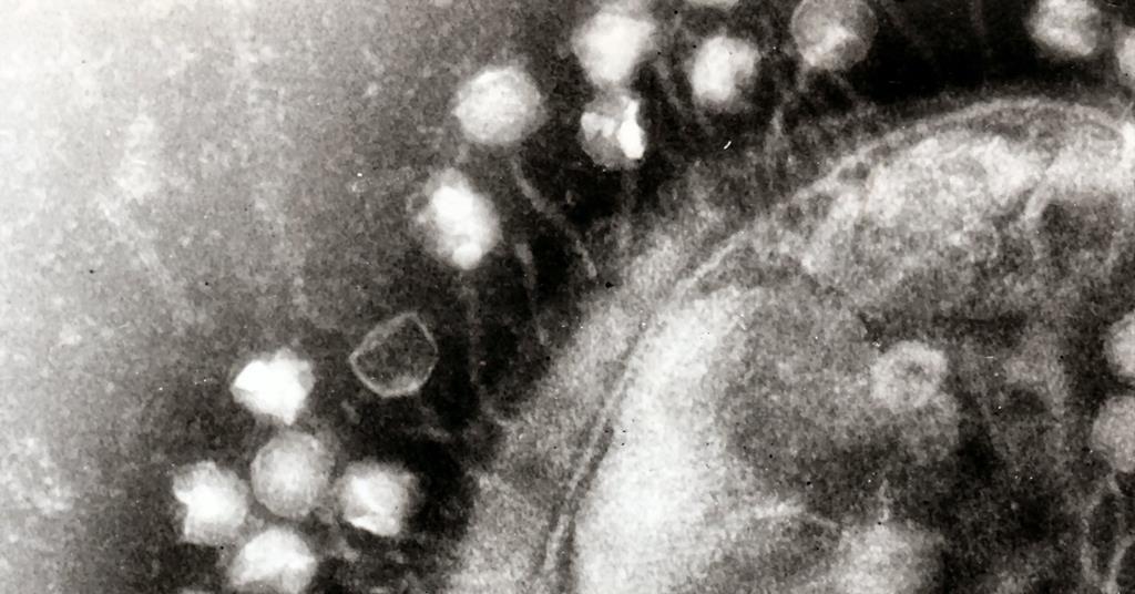 Under the microscope: phage ecology | Features | The Microbiologist