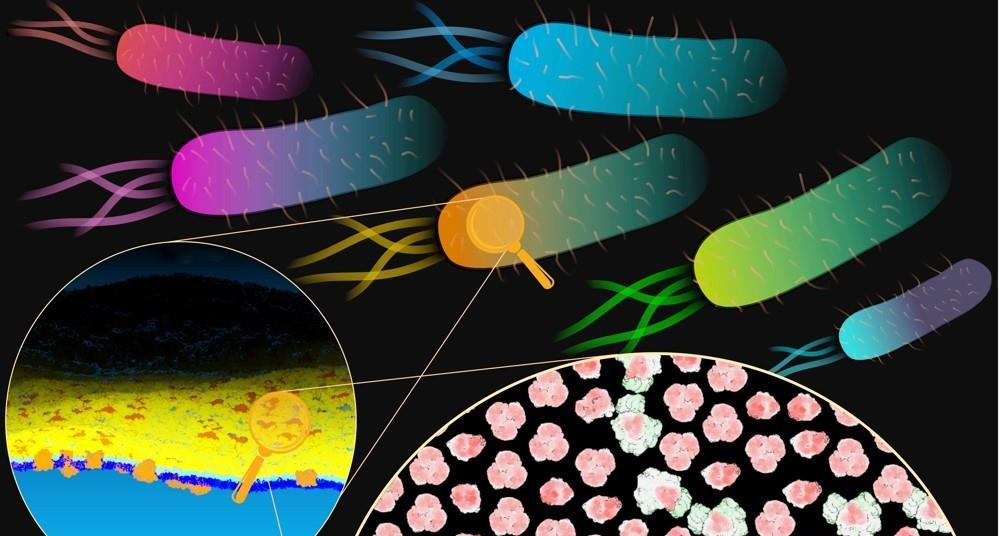 Gram-negative bacteria build outer membrane into body armour-like ...