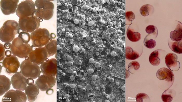New phytoplankton study shines light on oceans’ capacity to absorb ...