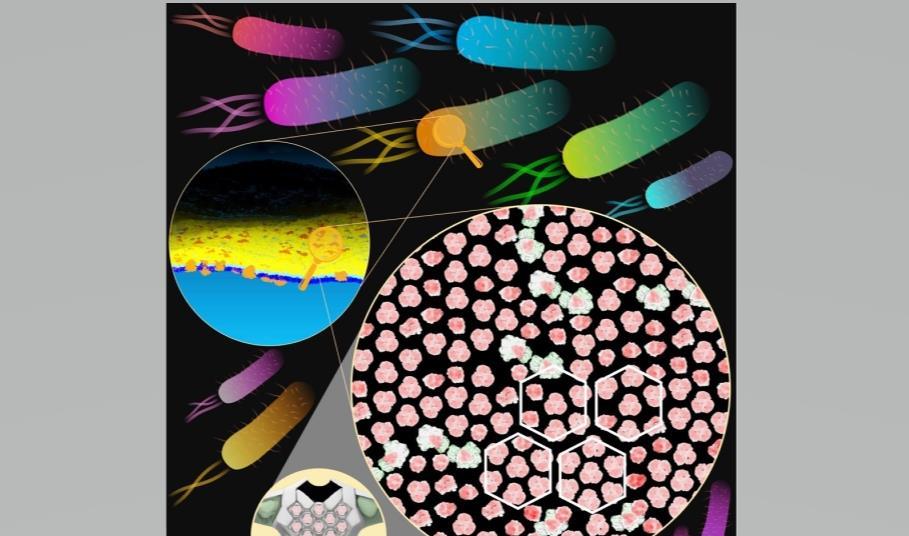 Gram-negative bacteria build outer membrane into body armour-like ...