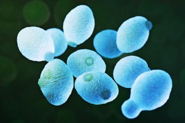 Discovery of new gene involved in a toxic competition among yeast | The ...