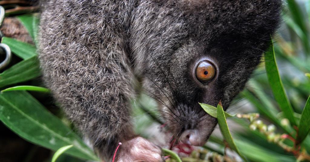 Possum poo tool predicts Buruli ulcer outbreaks | The Microbiologist