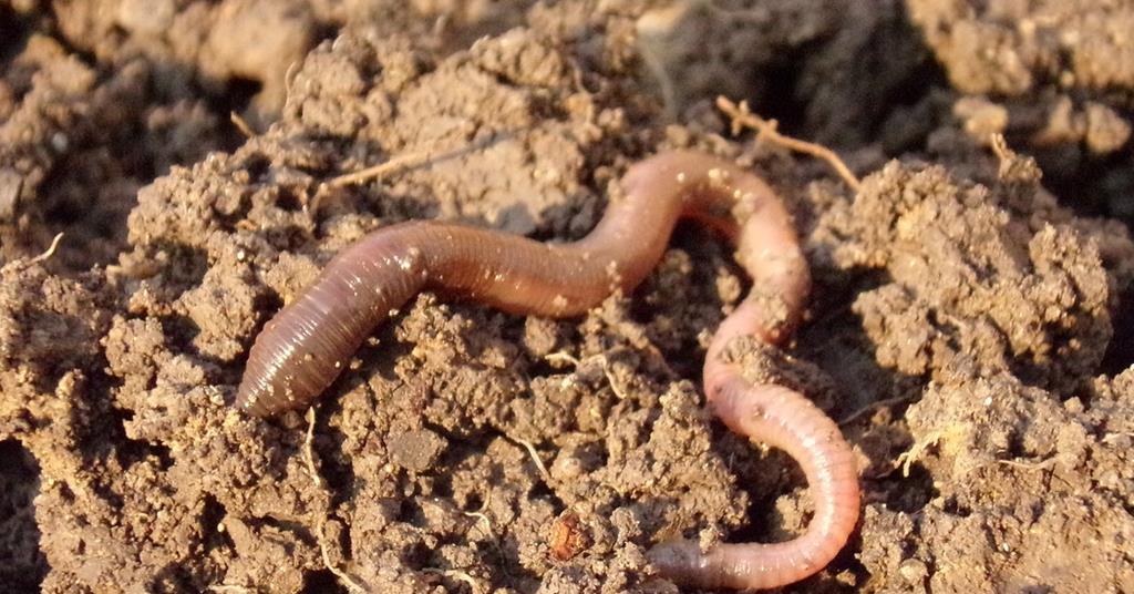 Study reveals impact of skin microorganisms on earthworm toxicity in ...