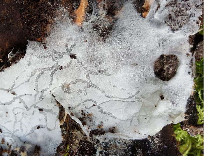 New ‘shy’ fungus found in old-growth forest | News | The Microbiologist