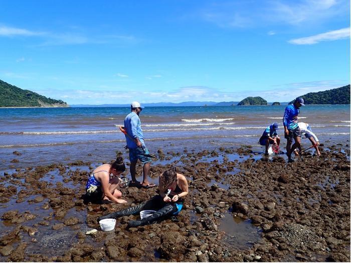 Researchers reveal how symbiotic bacteria adapt to big environmental ...