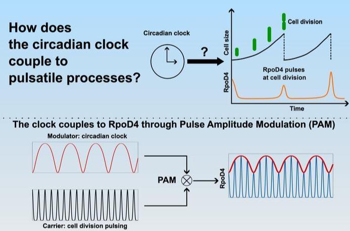 Cyanobacterial circadian clock uses an AM radio-like mechanism to ...