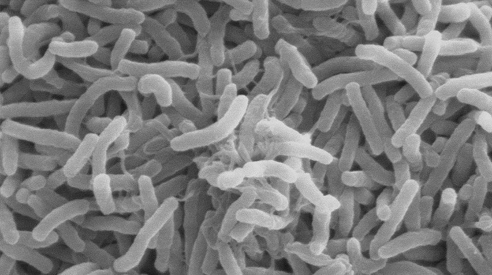 Gut punch: $2 million to decode bacteria’s role in fighting disease ...