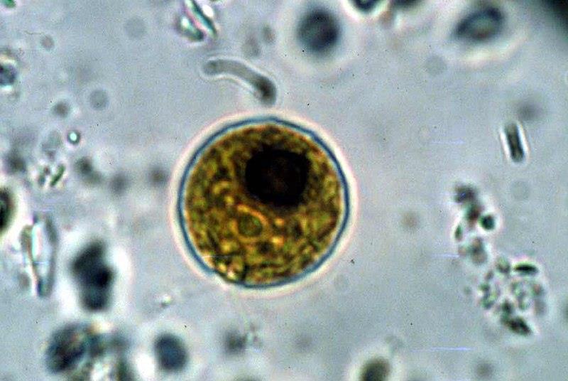How green algae count cell divisions reveals key step needed for ...