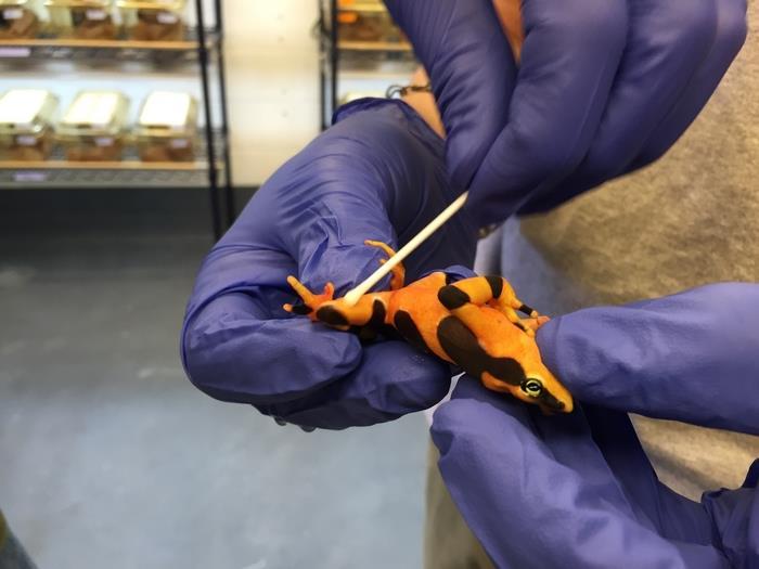 Scientists develop test for amphibian pandemic disease | The Microbiologist