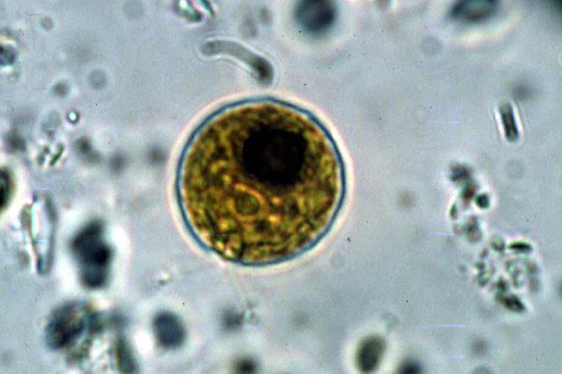 How green algae count cell divisions reveals key step needed for ...