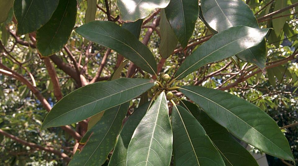 Scientists decode tree genome to unlock terpenoid-based disease ...