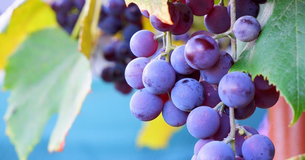 Grapes modulate the human microbiome, offering potential health ...