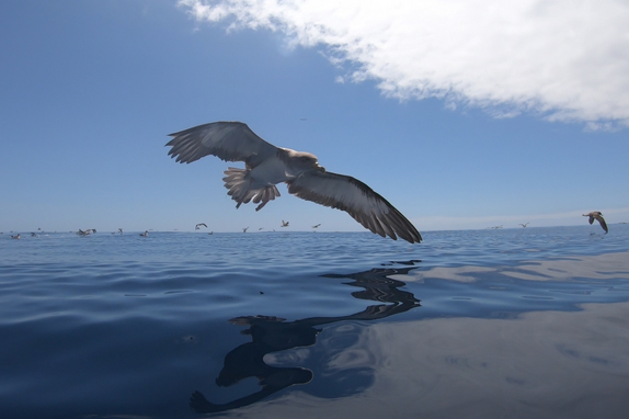 Microplastics changing gut microbiomes of wild seabirds | The ...