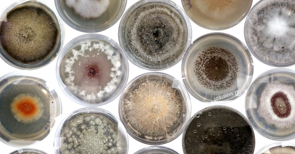 A relationship with benefits: microfungi’s important role in plant ...