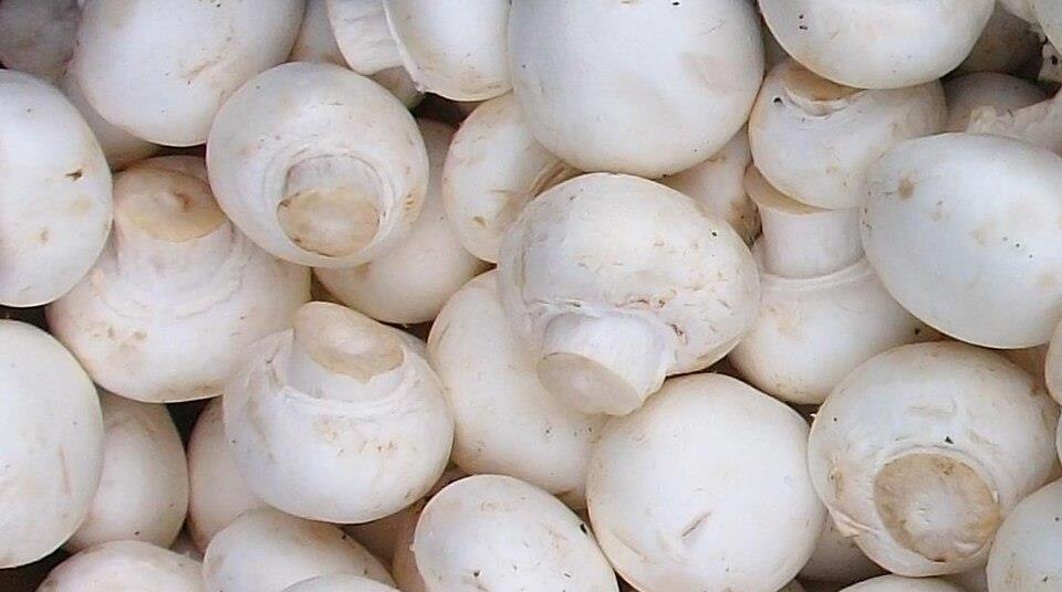 New study reveals evolutionary and domestication history of button ...